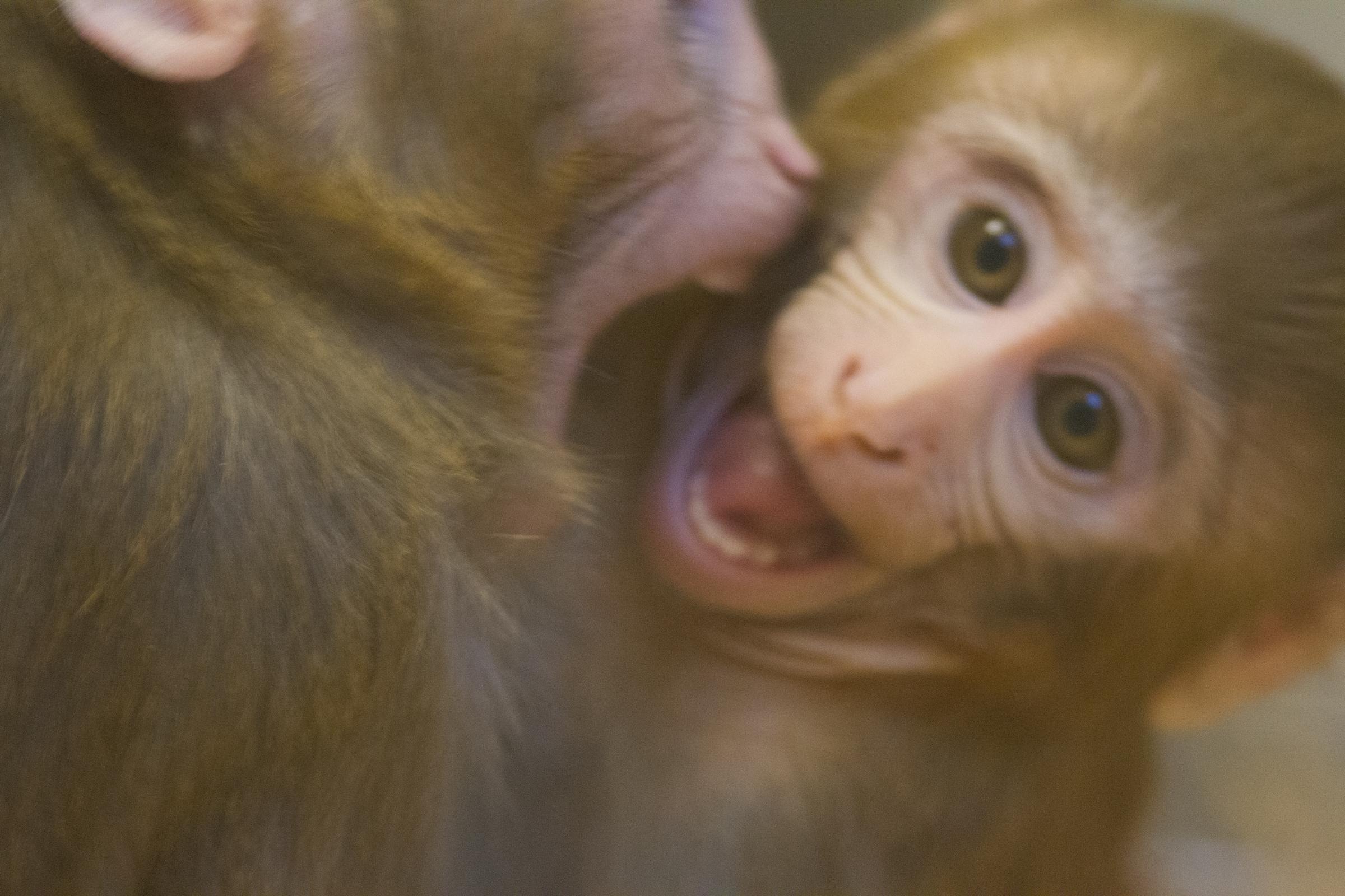 Behaviour | Macaques